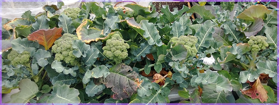 Harvesting Beautiful Broccoli - Brooklyn Farm Girl