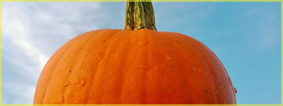 Pumpkin Picking in July - Brooklyn Farm Girl