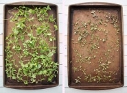 How to Make Mint Tea - And How to Dry Mint Leaves!