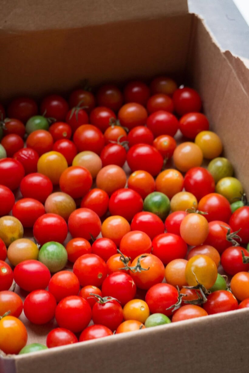 How to Turn Tomatoes Red - Brooklyn Farm Girl