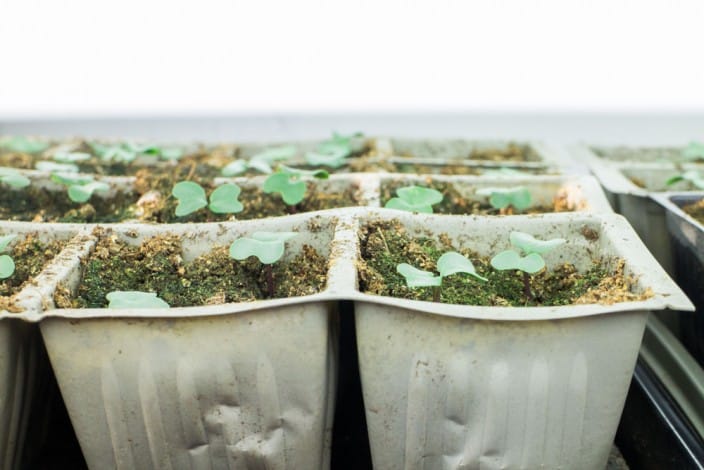 Spring seeds are planted! Come cheer them on! - Brooklyn Farm Girl