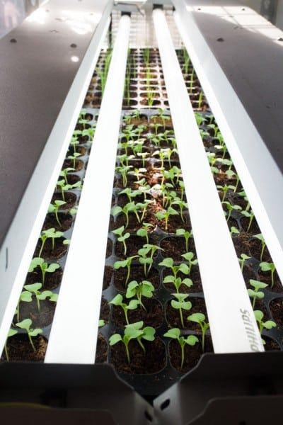 How to Make Your Own DIY Seed Grow Light Stand! - Brooklyn Farm Girl