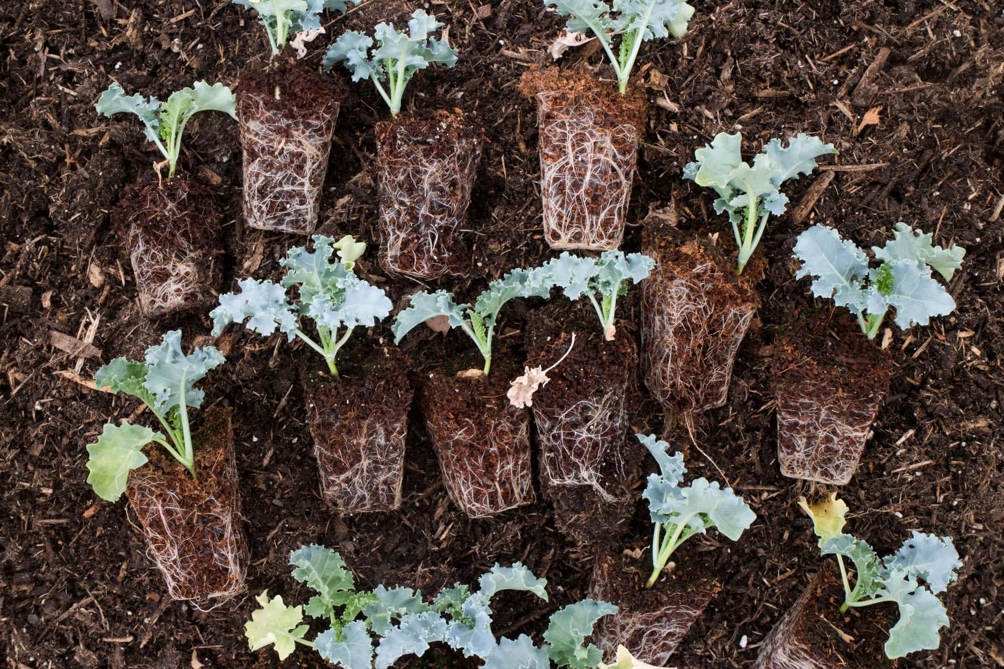 First Vegetables Planted On The Land! - Brooklyn Farm Girl