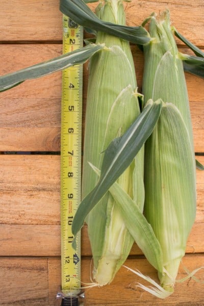 Tips on Growing Sweet Corn - Brooklyn Farm Girl