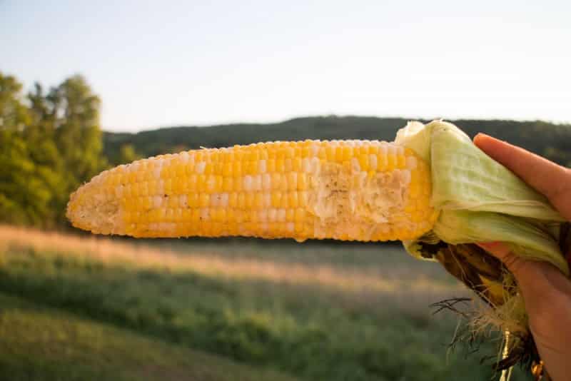 Tips on Growing Sweet Corn - Brooklyn Farm Girl
