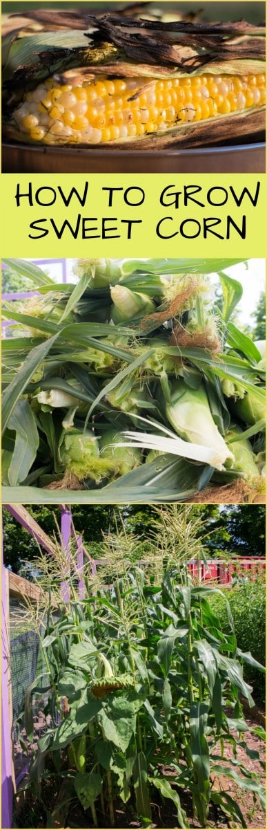 Tips on Growing Sweet Corn - Brooklyn Farm Girl