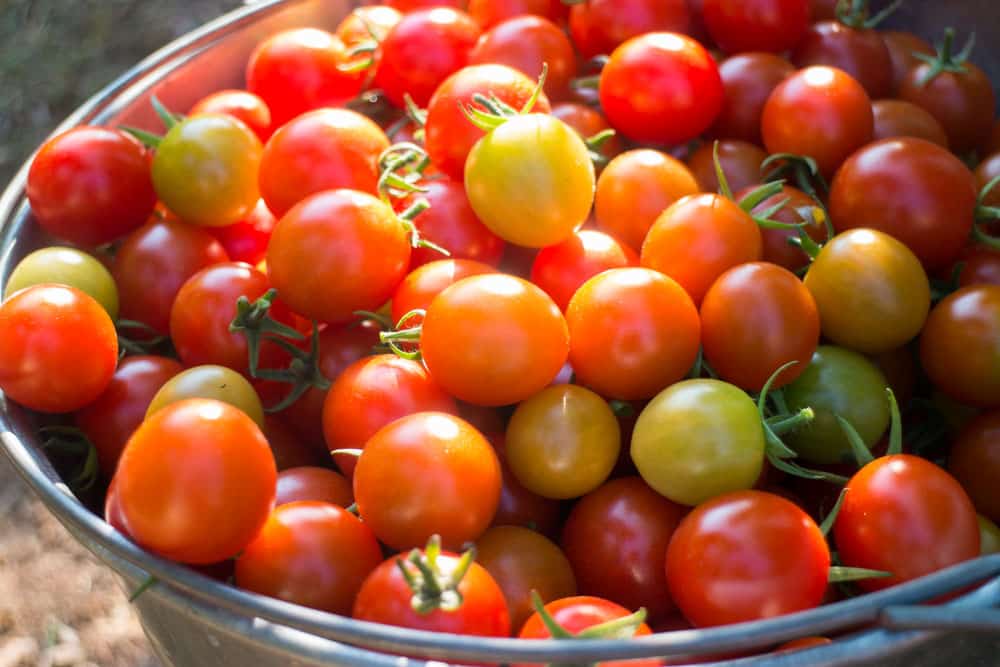 2016 Vegetable Garden Totals in Pounds - Brooklyn Farm Girl