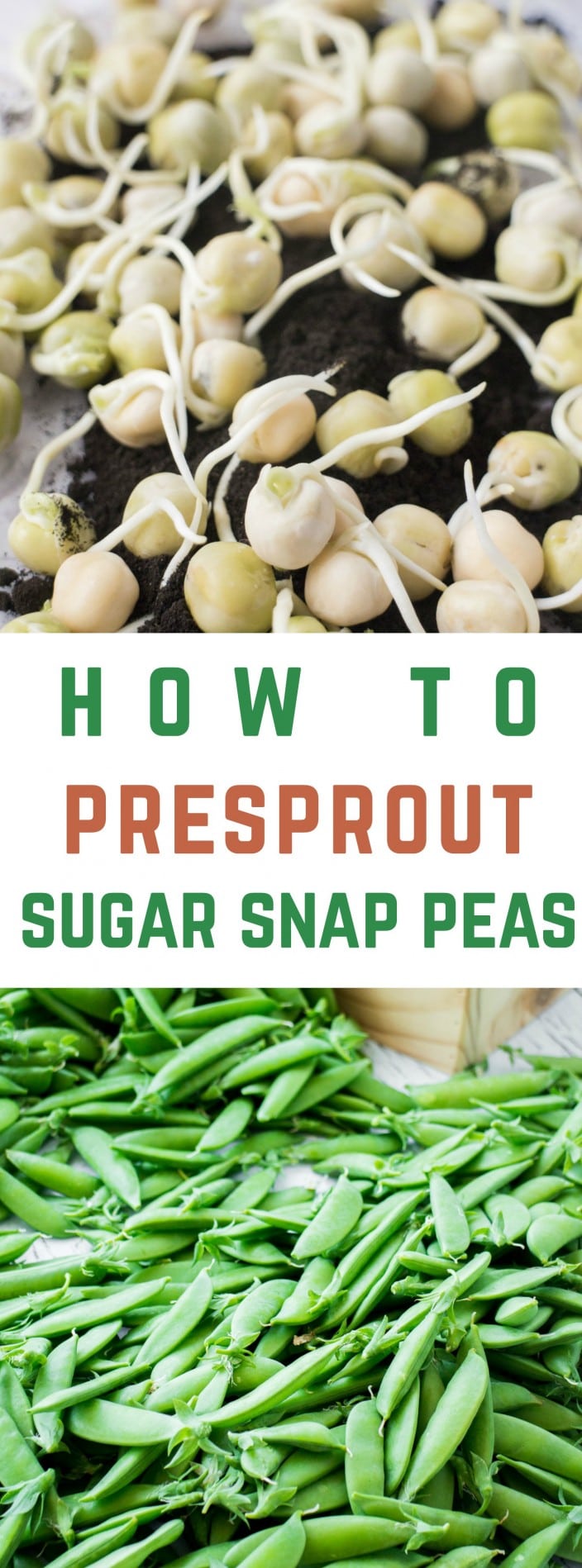 How to Presprout and Grow Sugar Snap Peas - Step by Step Instructions!