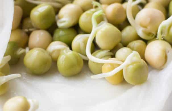 How to Presprout and Grow Sugar Snap Peas - Step by Step Instructions!