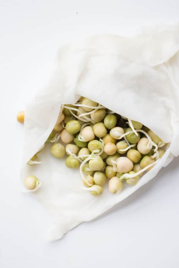 How to Presprout and Grow Sugar Snap Peas - Step by Step Instructions!