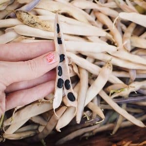 How to Grow Black Beans - Brooklyn Farm Girl