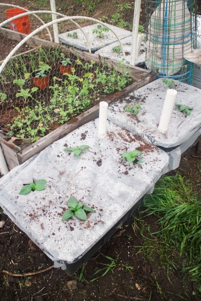 How To Make a Sub Irrigated Planter - Make Your Own Container Garden!