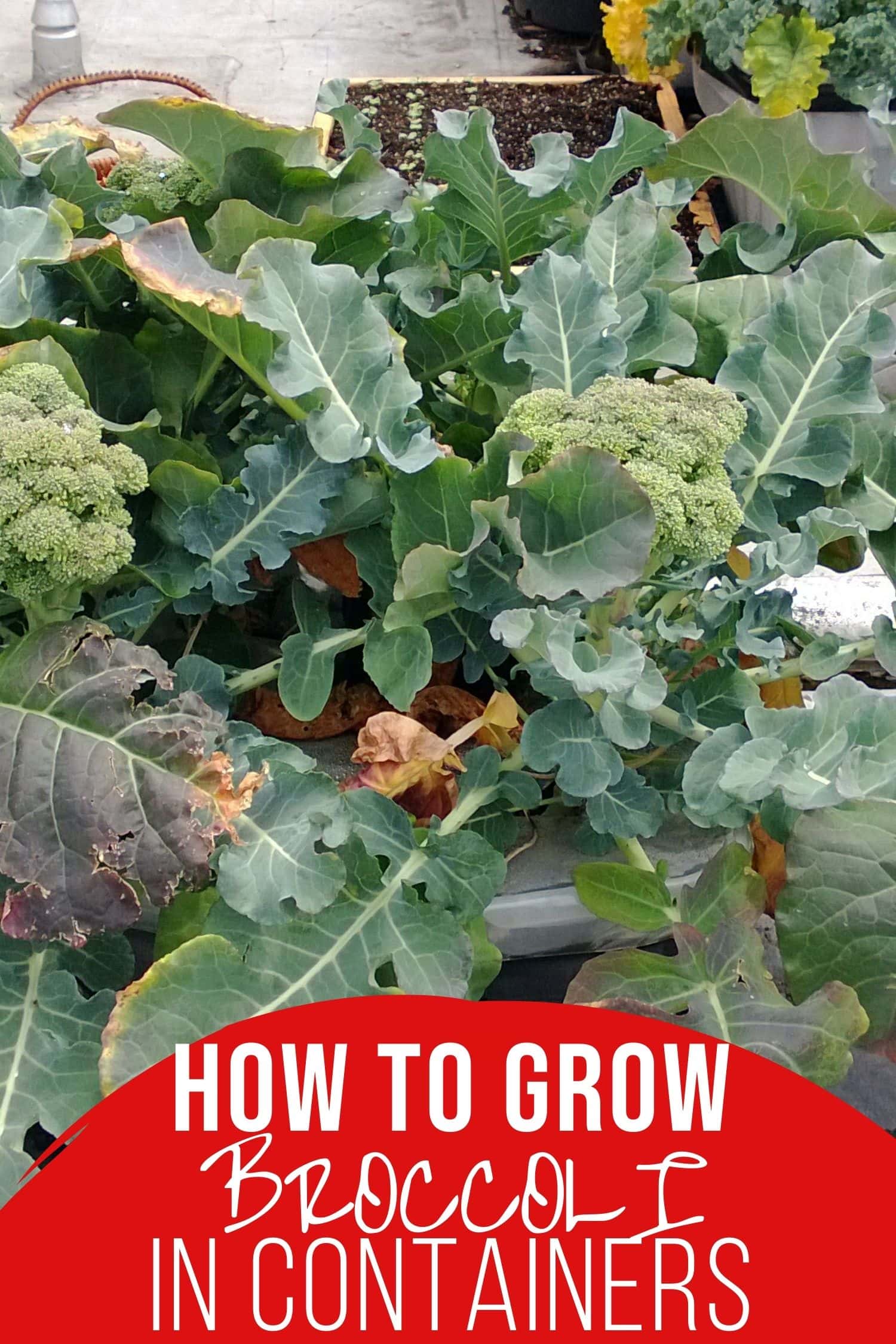 How To Make a Sub Irrigated Planter - Make Your Own Container Garden!