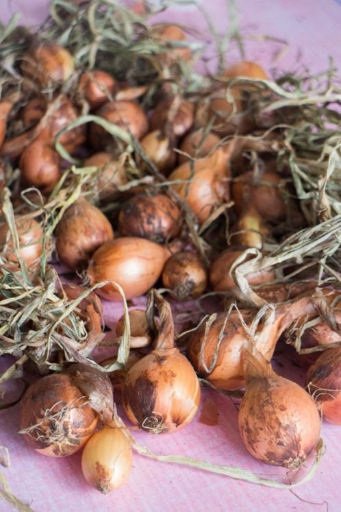 What’s Growing Now In Our Vegetable Garden - August Northeast Guide