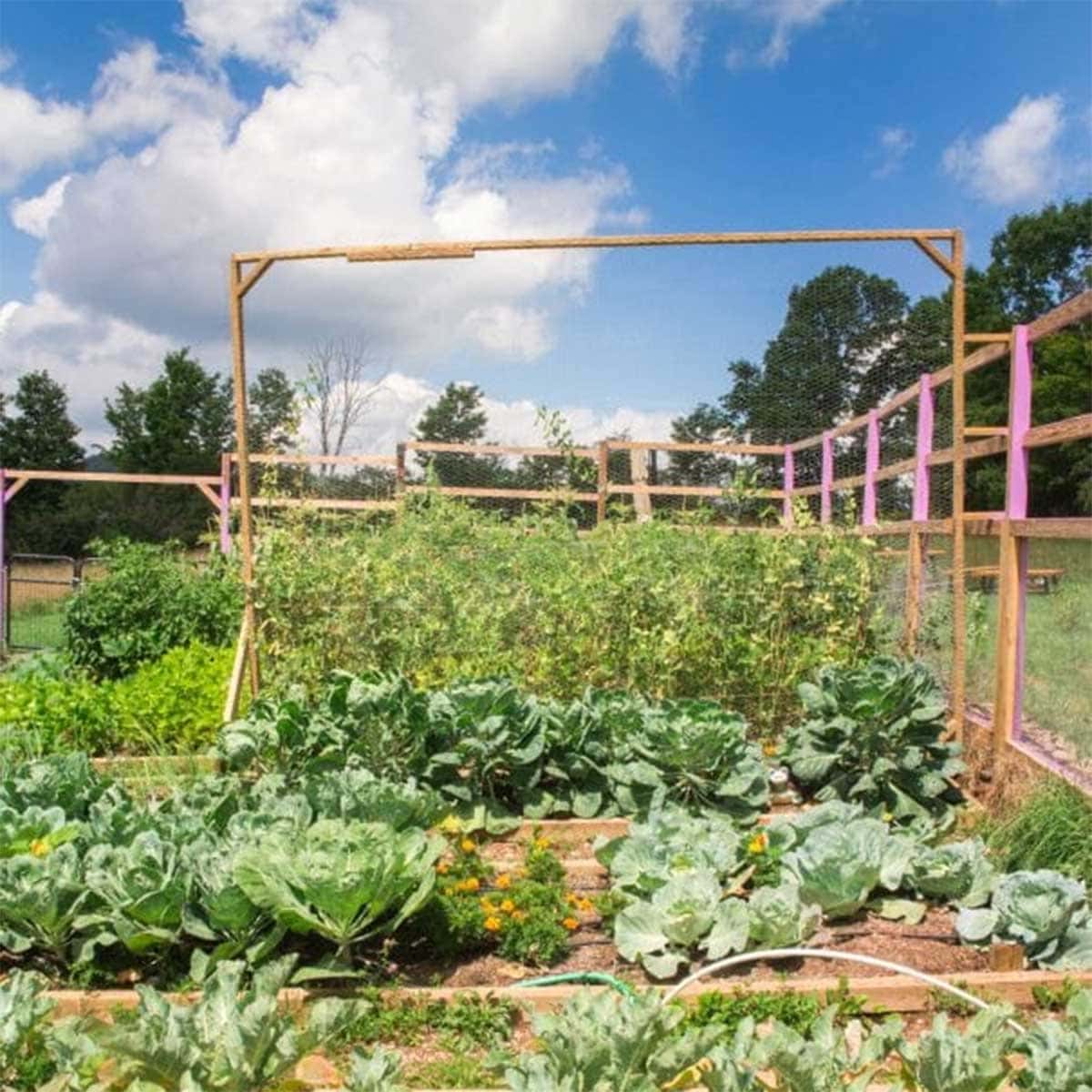 Tips On Making Your Garden Organic - How to Grow Food!