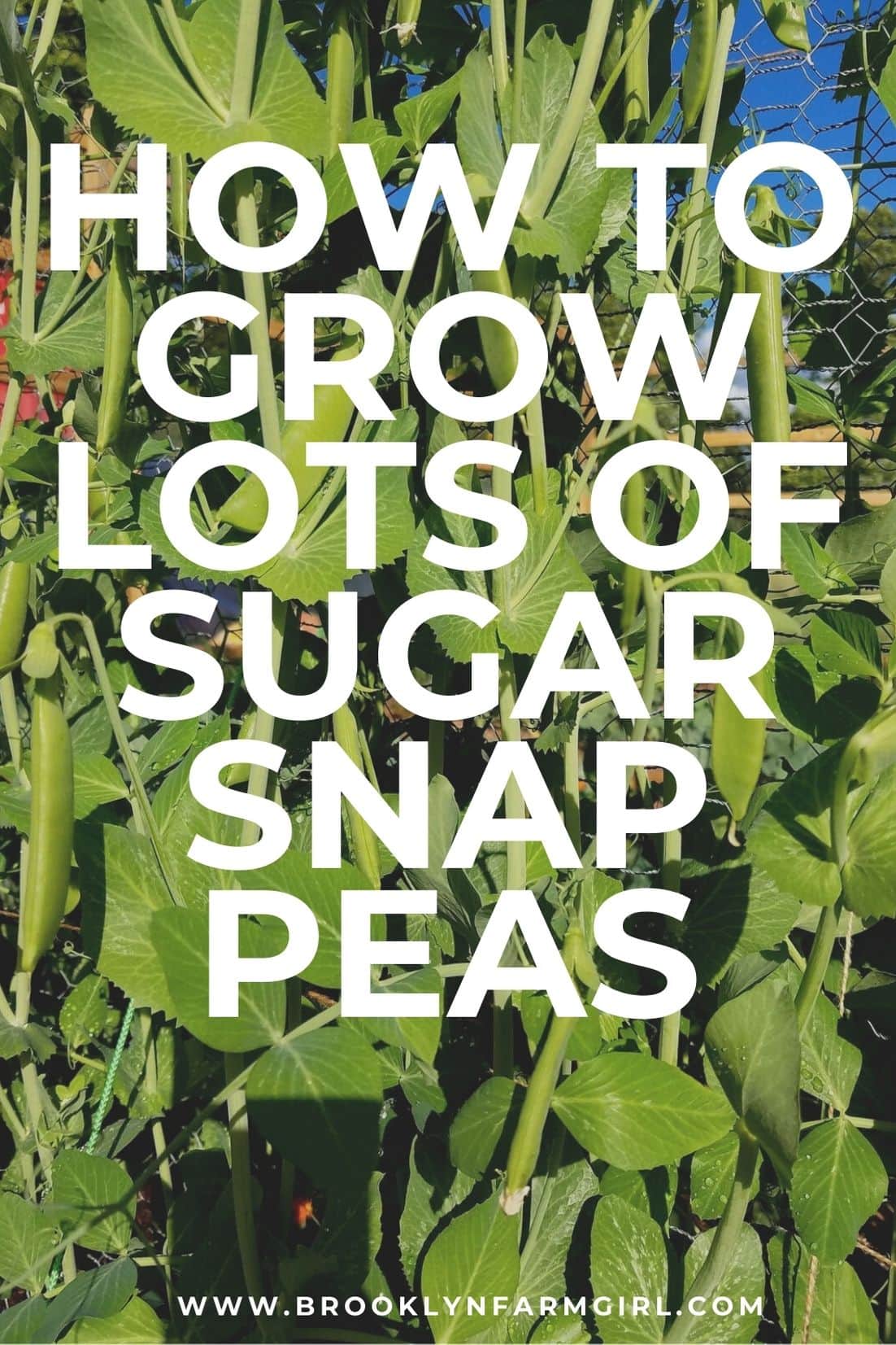 How to Presprout and Grow Sugar Snap Peas - Step by Step Instructions!