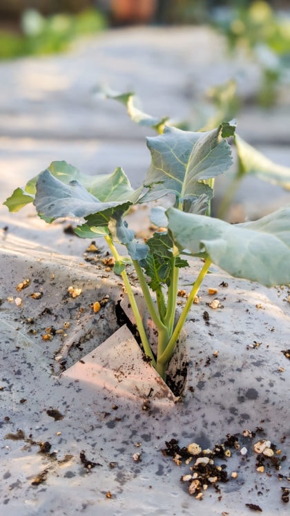 How To Grow Broccoli From Seeds - Brooklyn Farm Girl