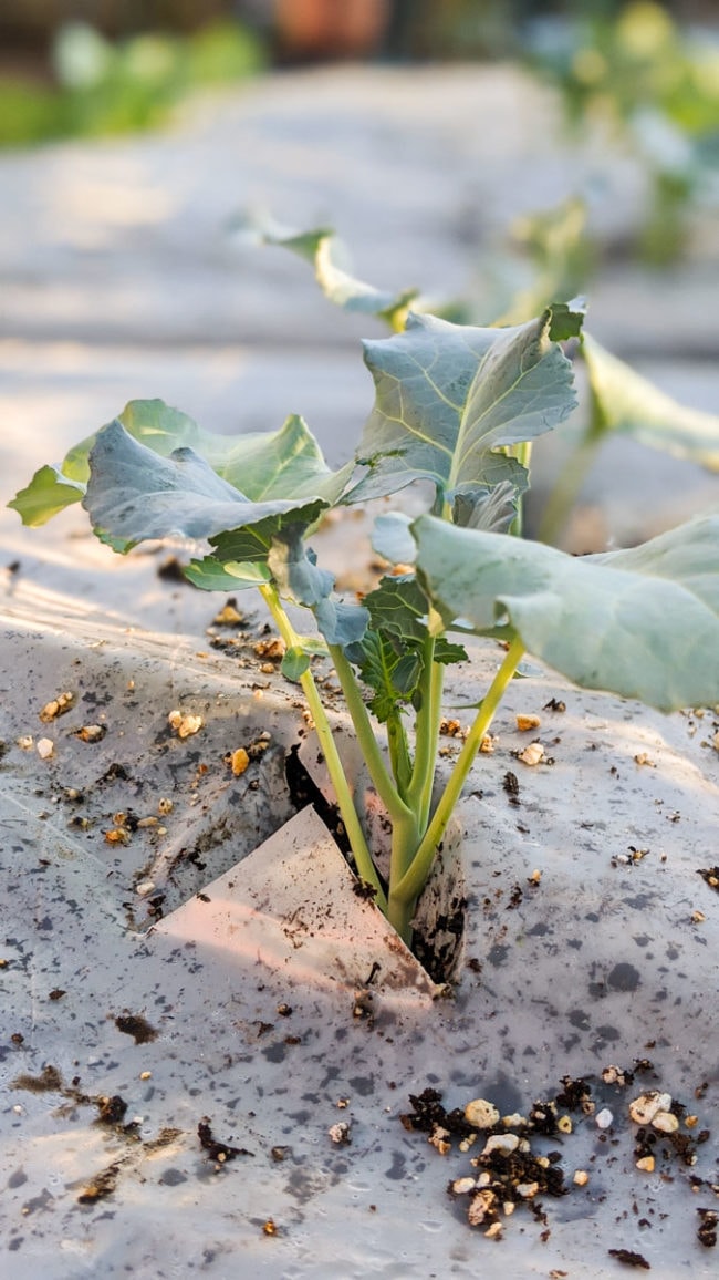 How To Grow Broccoli From Seeds - Brooklyn Farm Girl