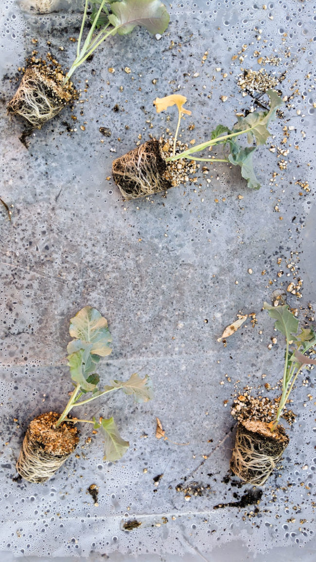 How To Grow Broccoli From Seeds - Brooklyn Farm Girl