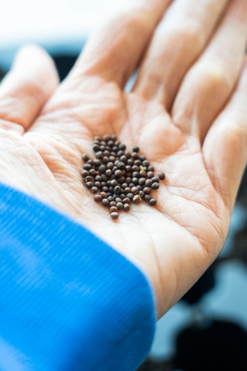 How To Grow Broccoli From Seeds - Brooklyn Farm Girl