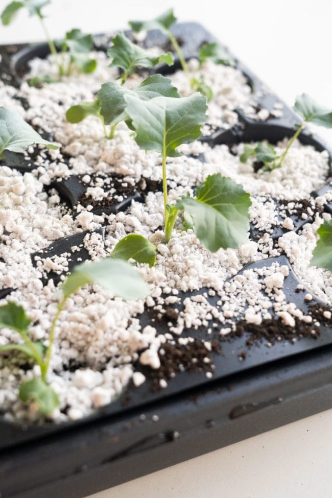 How To Grow Broccoli From Seeds - Brooklyn Farm Girl
