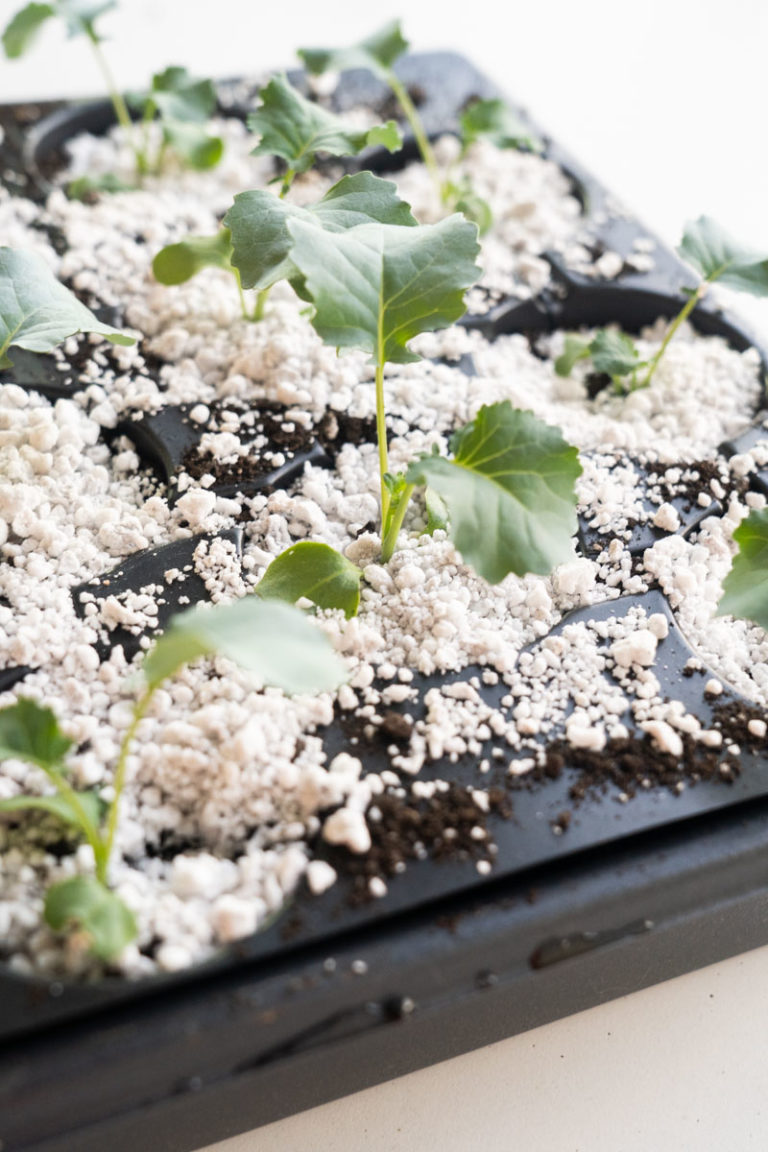 How To Grow Broccoli From Seeds - Brooklyn Farm Girl
