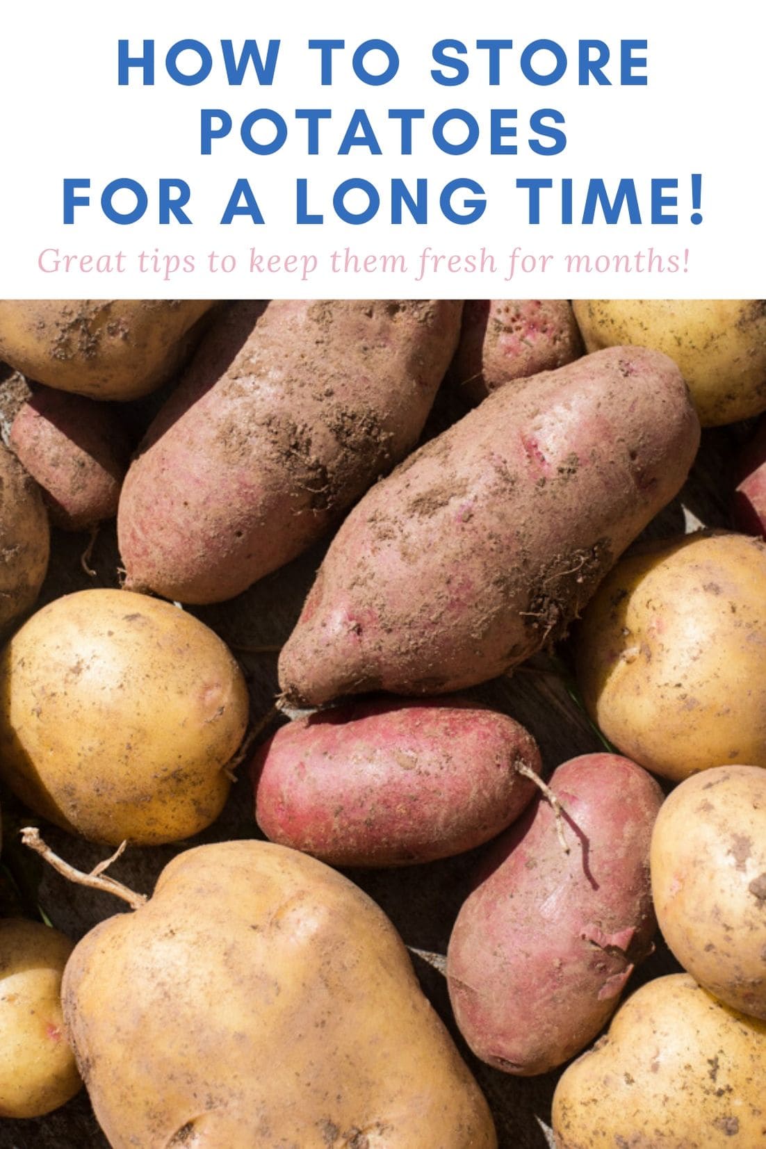 How to Store Potatoes for a Long Time - Brooklyn Farm Girl