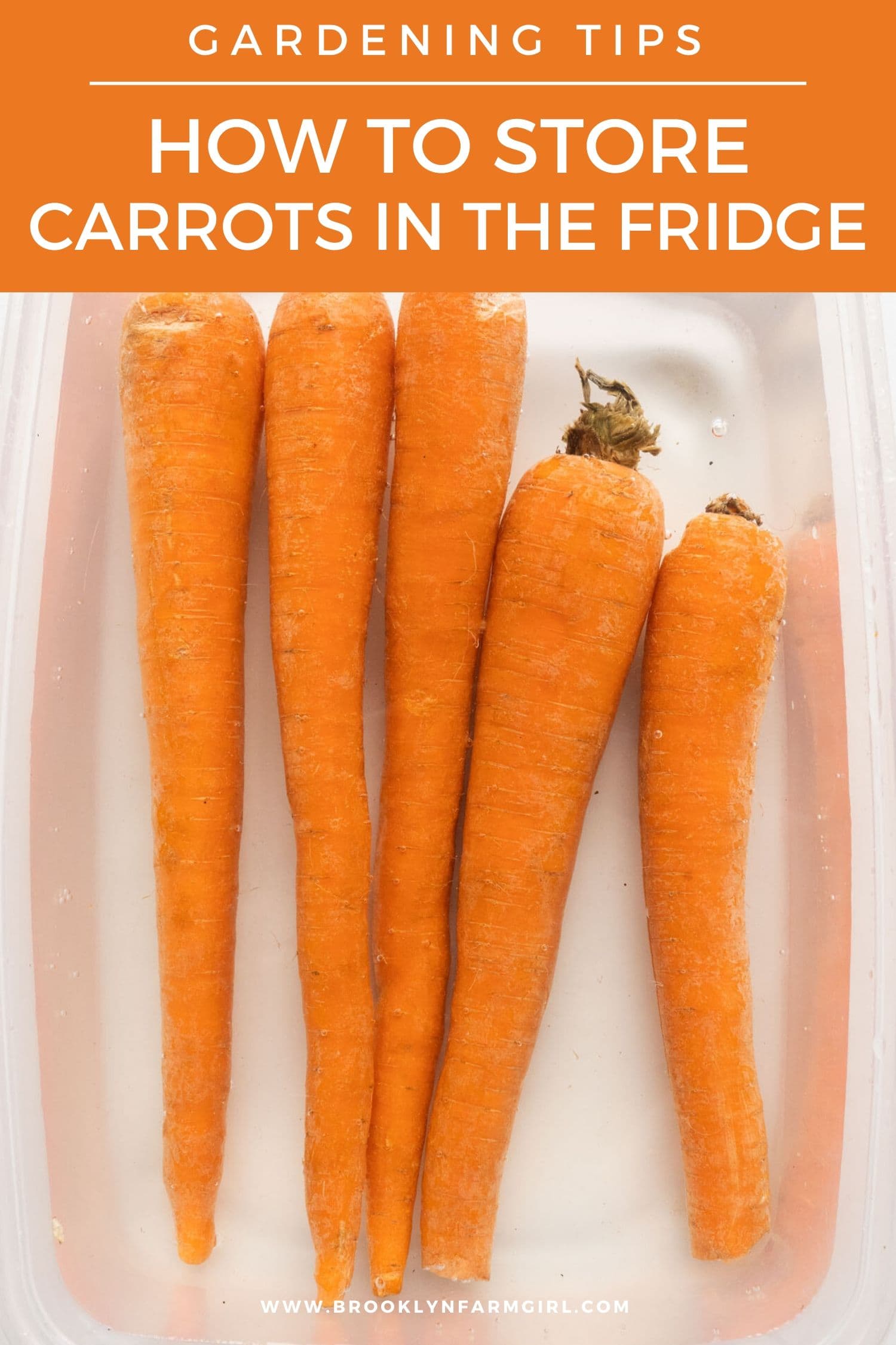 How to Store Carrots For Months - Brooklyn Farm Girl