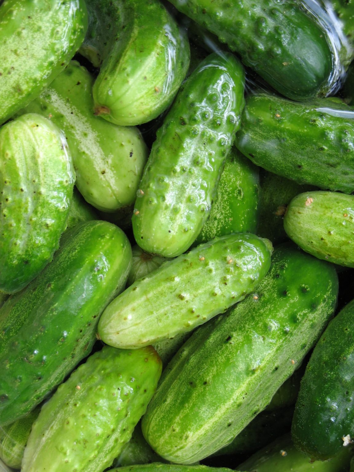How to Store Cucumbers to Last for Weeks - Brooklyn Farm Girl
