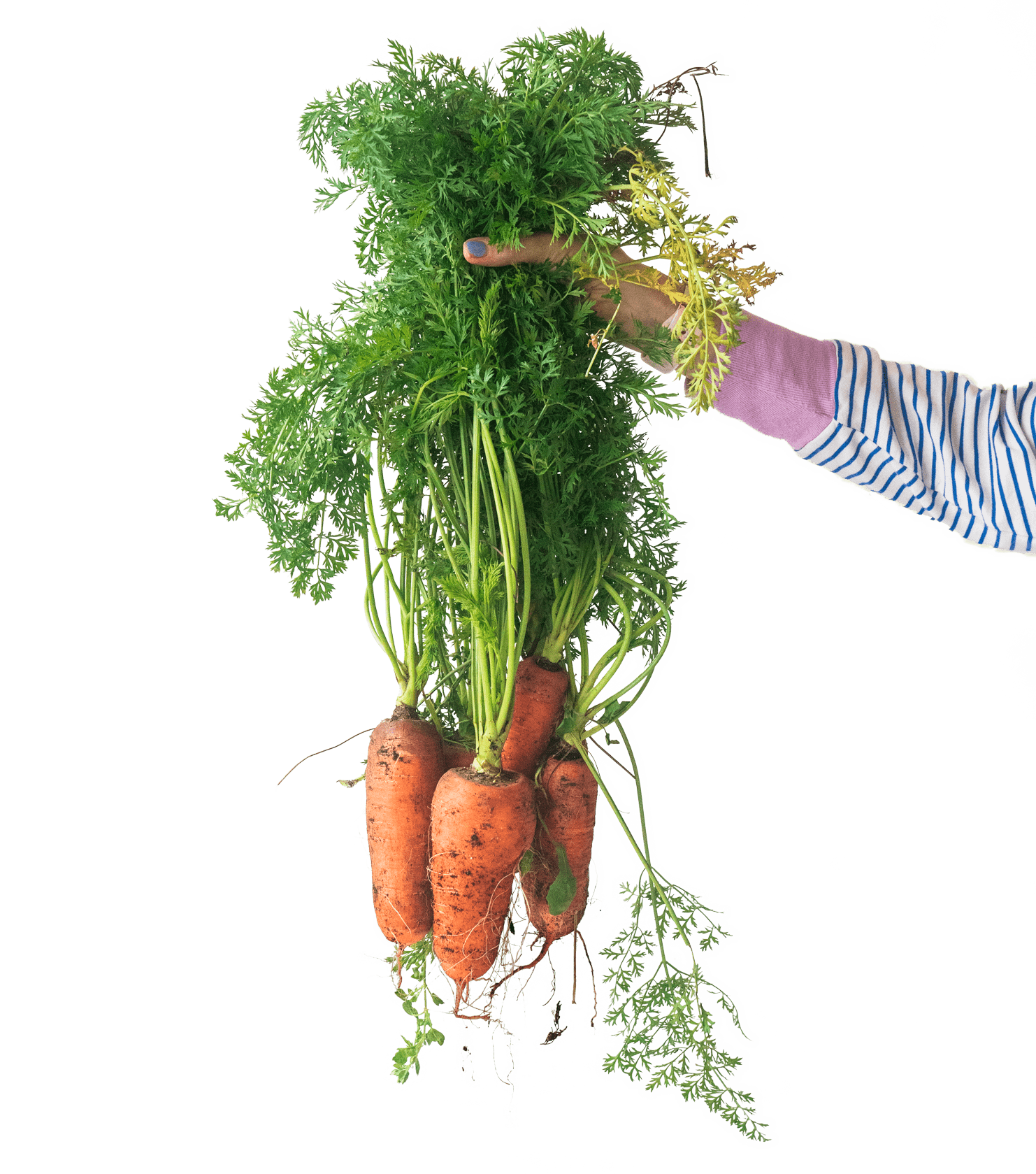 Brooklyn Farm Girl | Cooking & Gardening in New York City