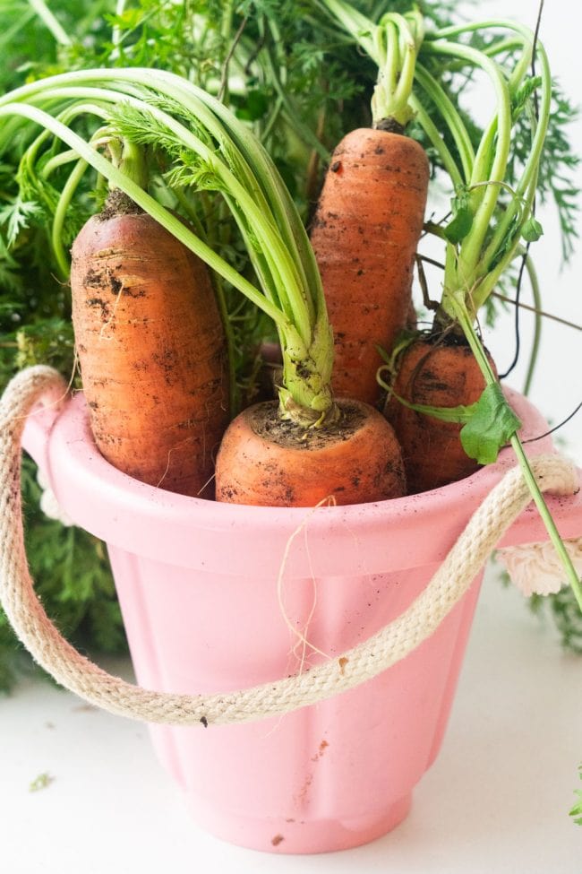 We Grew Giant Carrots - Brooklyn Farm Girl