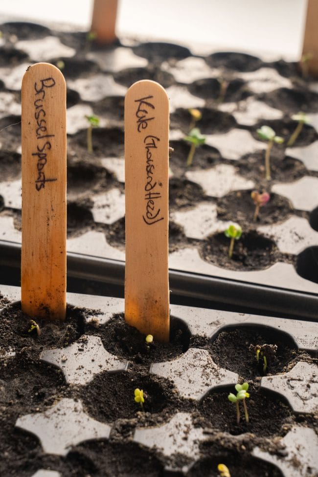 2021 Vegetable Garden Plans for Zone 7 - Brooklyn Farm Girl