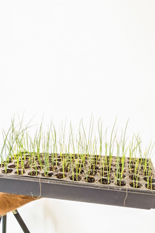 Growing Onions Over Winter (in NYC) - Brooklyn Farm Girl