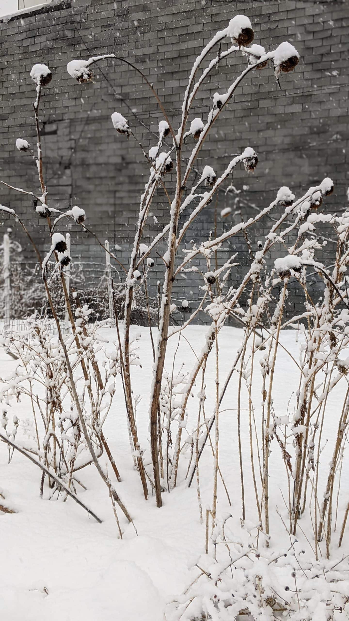 Growing Onions Over Winter (in NYC) - Brooklyn Farm Girl