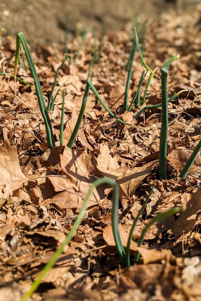 Growing Onions Over Winter (in NYC) - Brooklyn Farm Girl