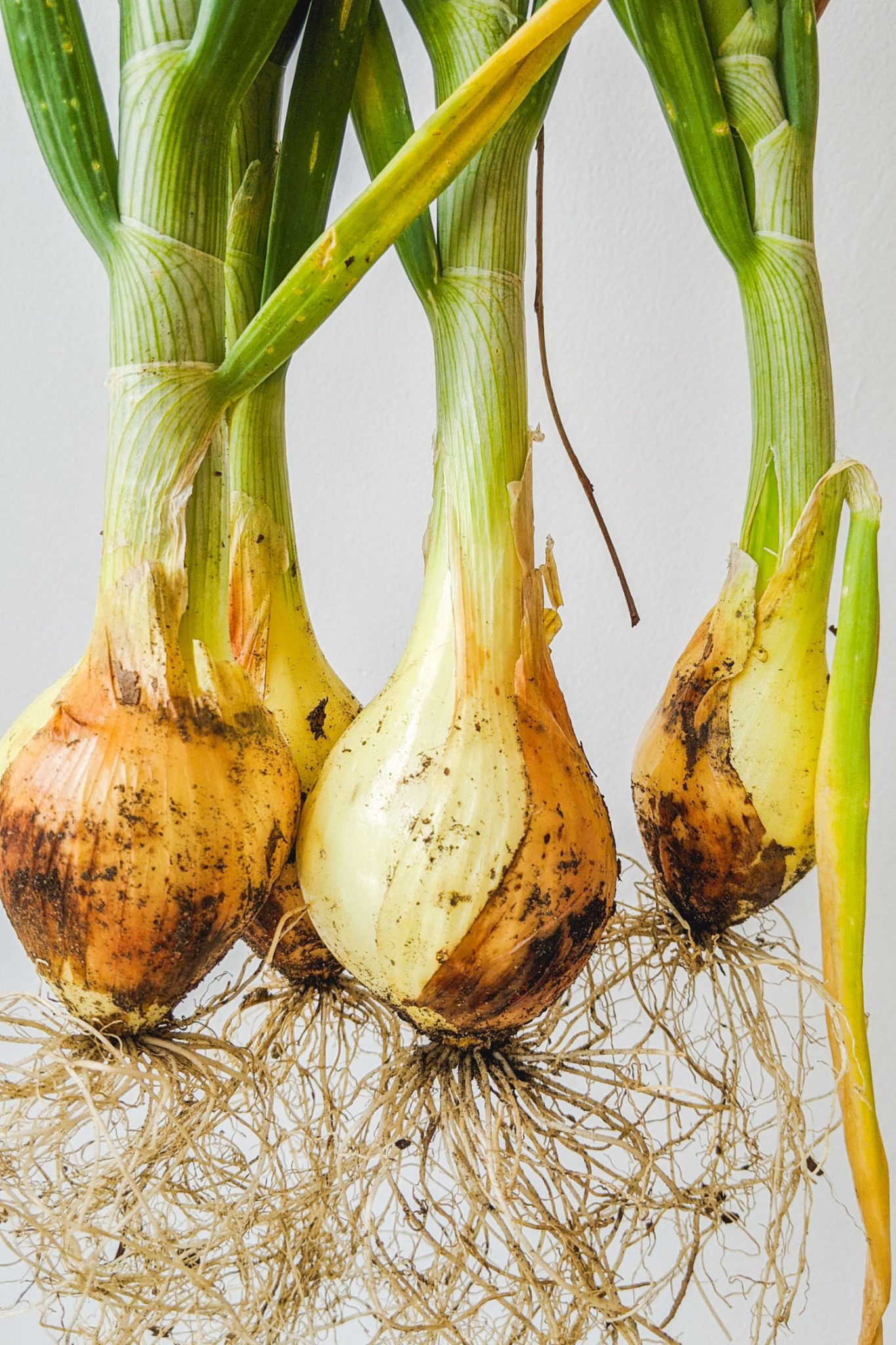 Growing Onions Over Winter (in NYC) - Brooklyn Farm Girl