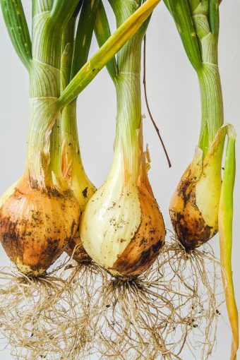 Growing Onions Over Winter (in NYC) - Brooklyn Farm Girl