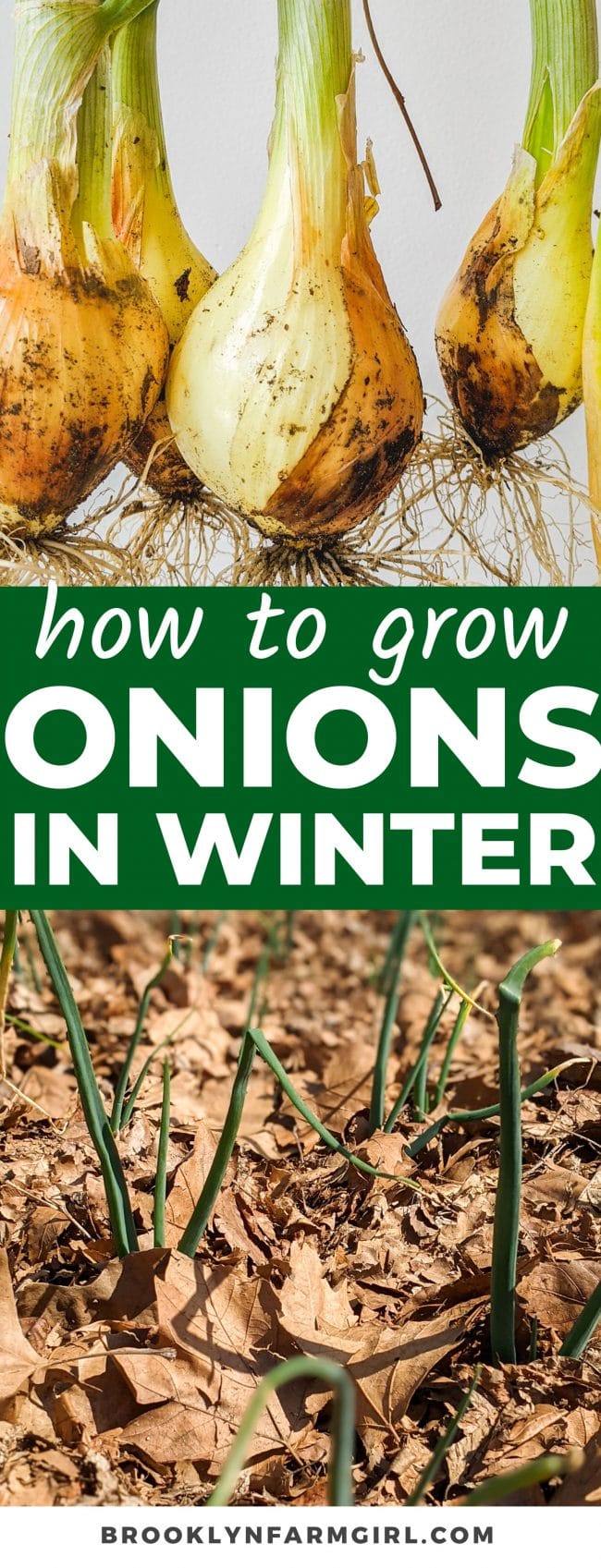 Growing Onions Over Winter (in NYC) - Brooklyn Farm Girl