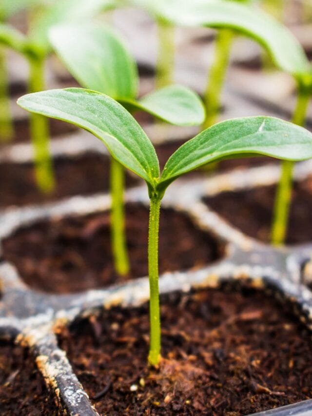 Start Your Spring Garden Seeds Web Story - Brooklyn Farm Girl