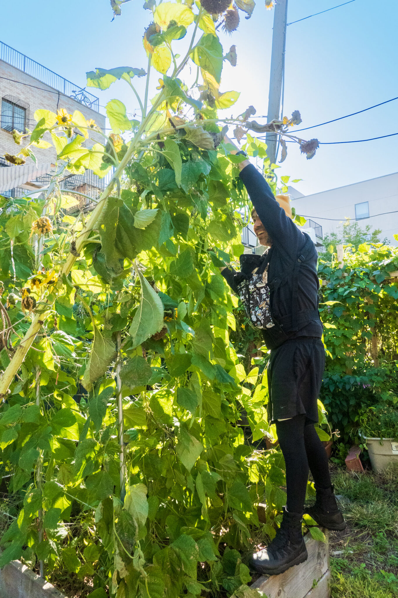 Growing Fortex Beans - Brooklyn Farm Girl