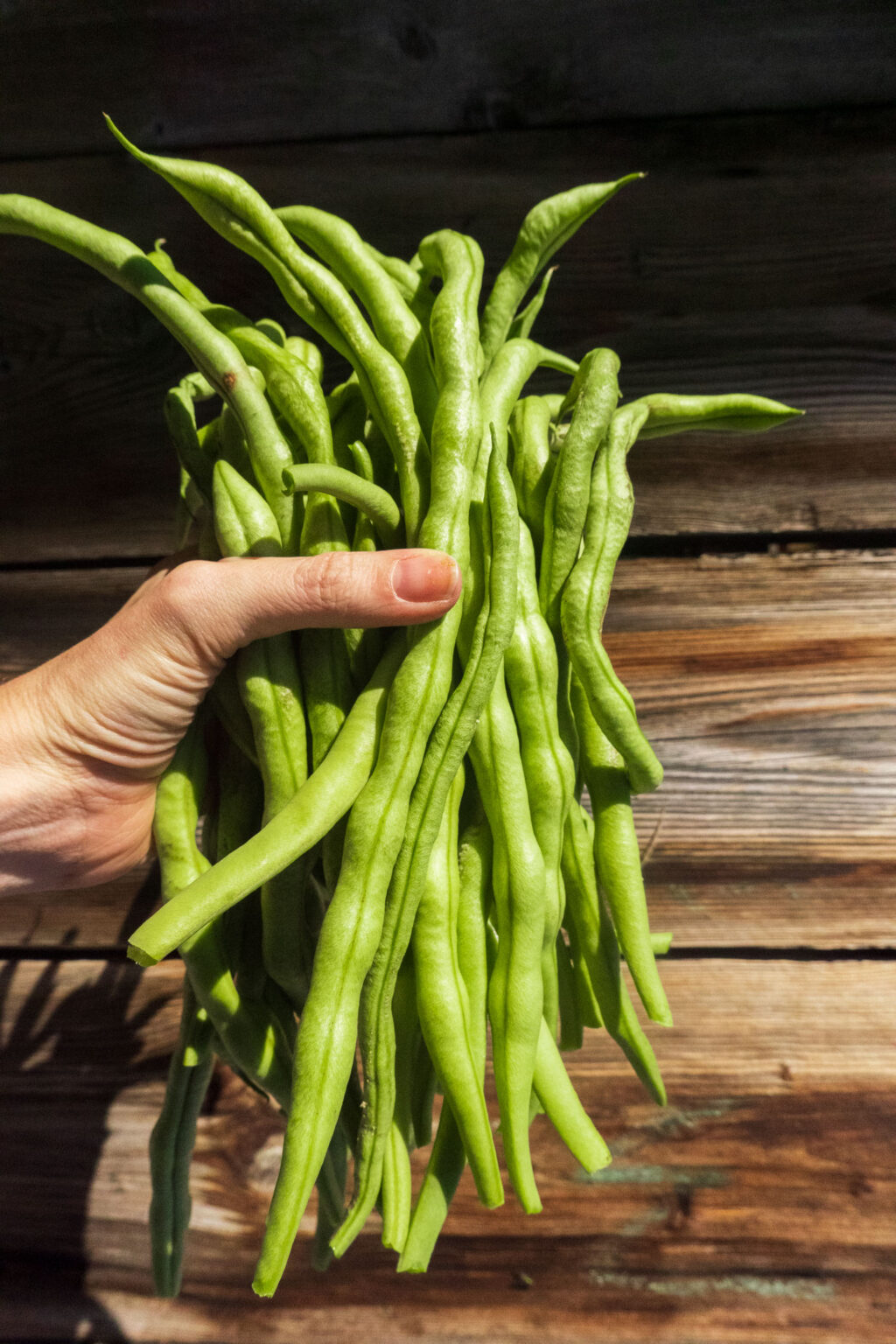 Growing Fortex Beans - Brooklyn Farm Girl