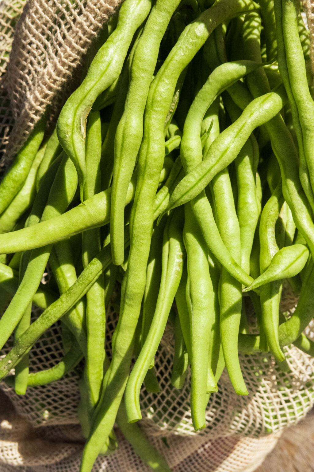 Growing Fortex Beans - Brooklyn Farm Girl