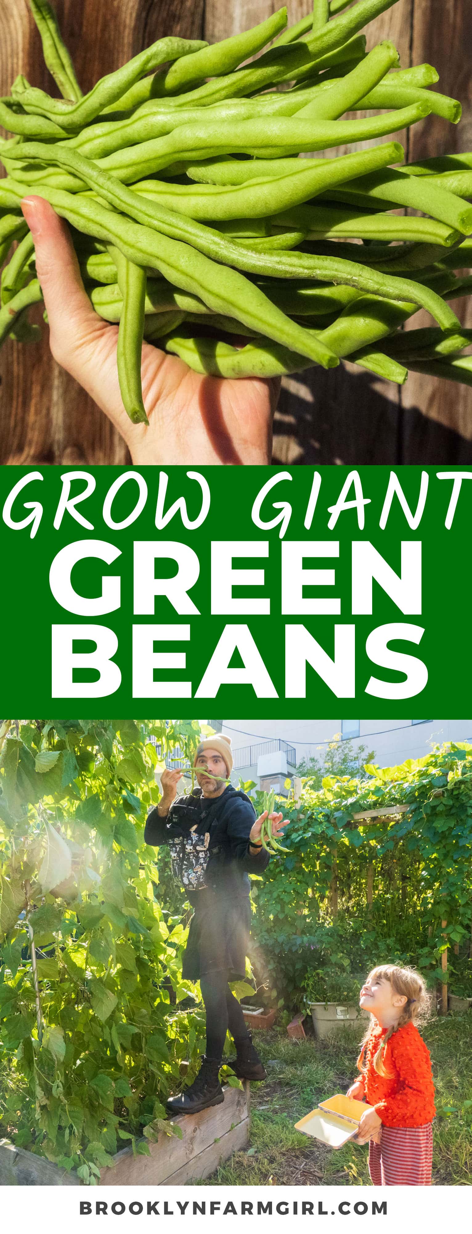 Growing Fortex Beans - Brooklyn Farm Girl