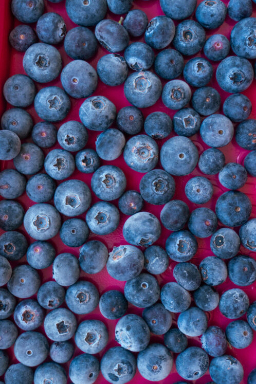 How to Store and Freeze Fresh Blueberries - Brooklyn Farm Girl