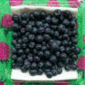 How to Store and Freeze Fresh Blueberries - Brooklyn Farm Girl