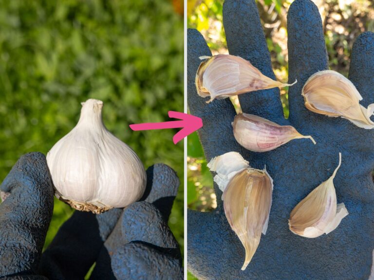 How to Plant, Grow and Harvest Garlic (grow GIANT garlic!) - Brooklyn ...
