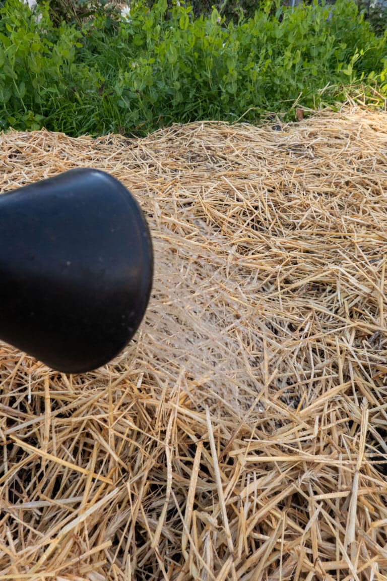 How to Plant, Grow and Harvest Garlic (grow GIANT garlic!) - Brooklyn ...