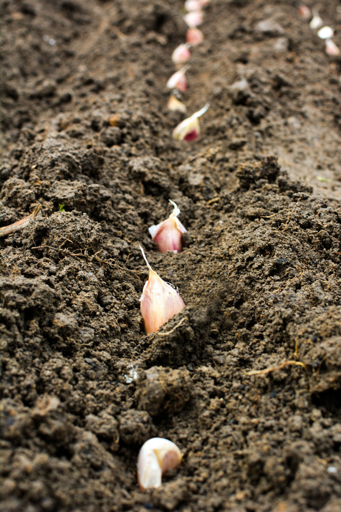 How to Plant and Harvest Garlic - Brooklyn Farm Girl