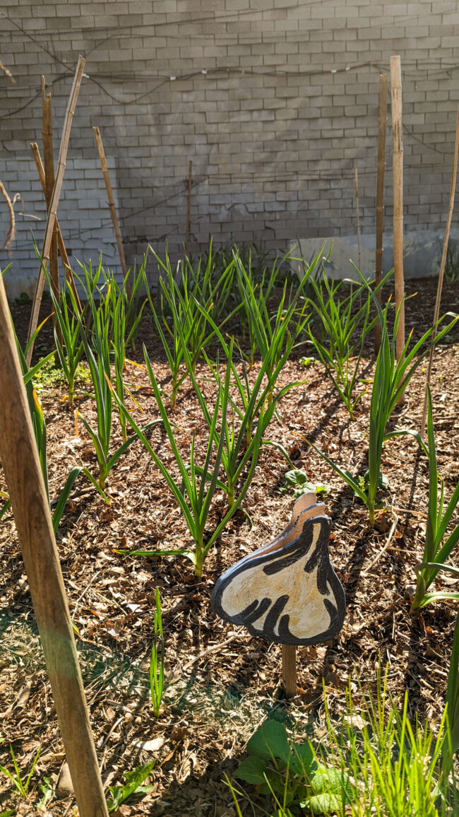 How to Plant, Grow and Harvest Garlic (grow GIANT garlic!) - Brooklyn ...