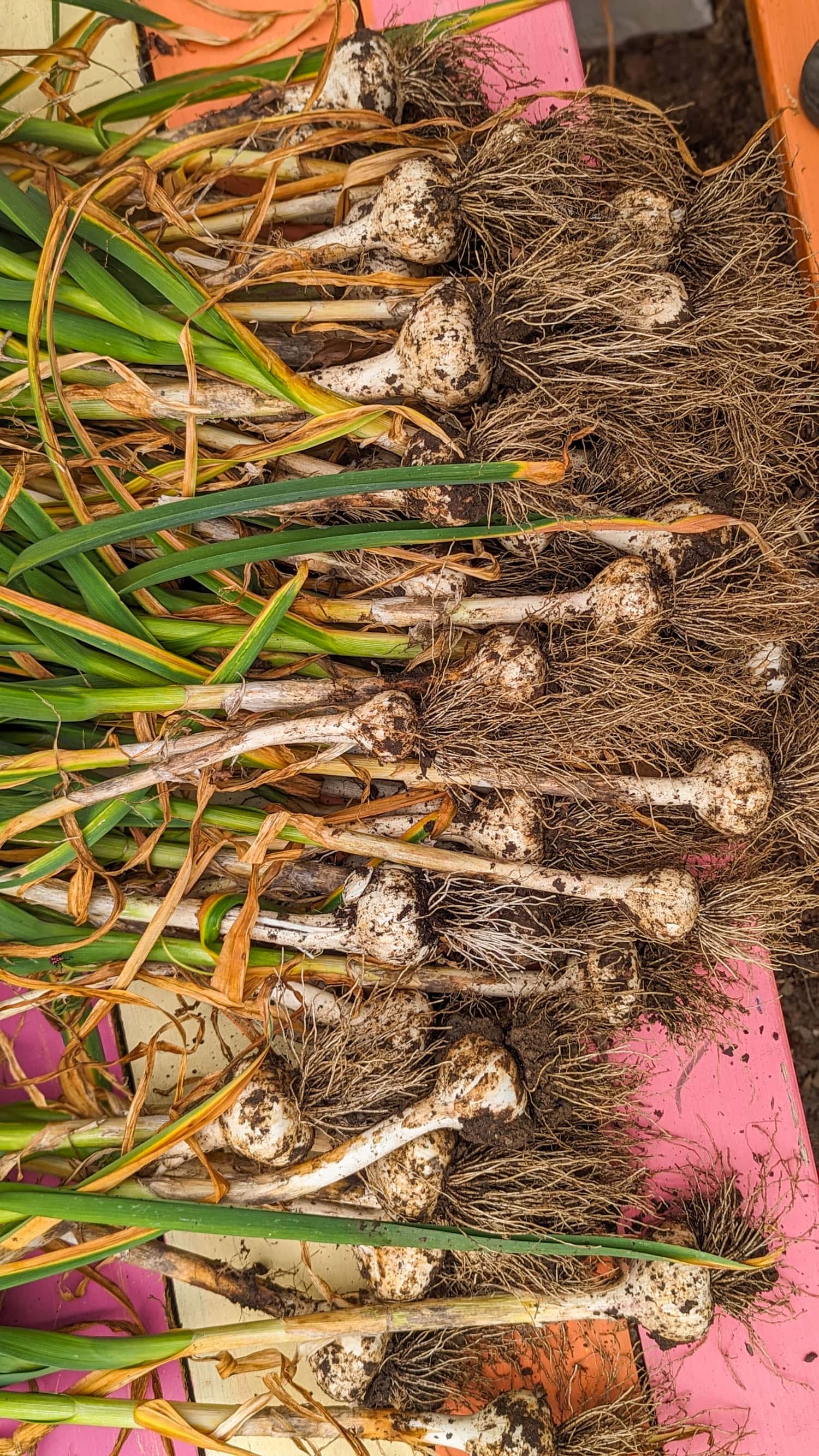 How to Plant, Grow and Harvest Garlic (grow GIANT garlic!) - Brooklyn ...